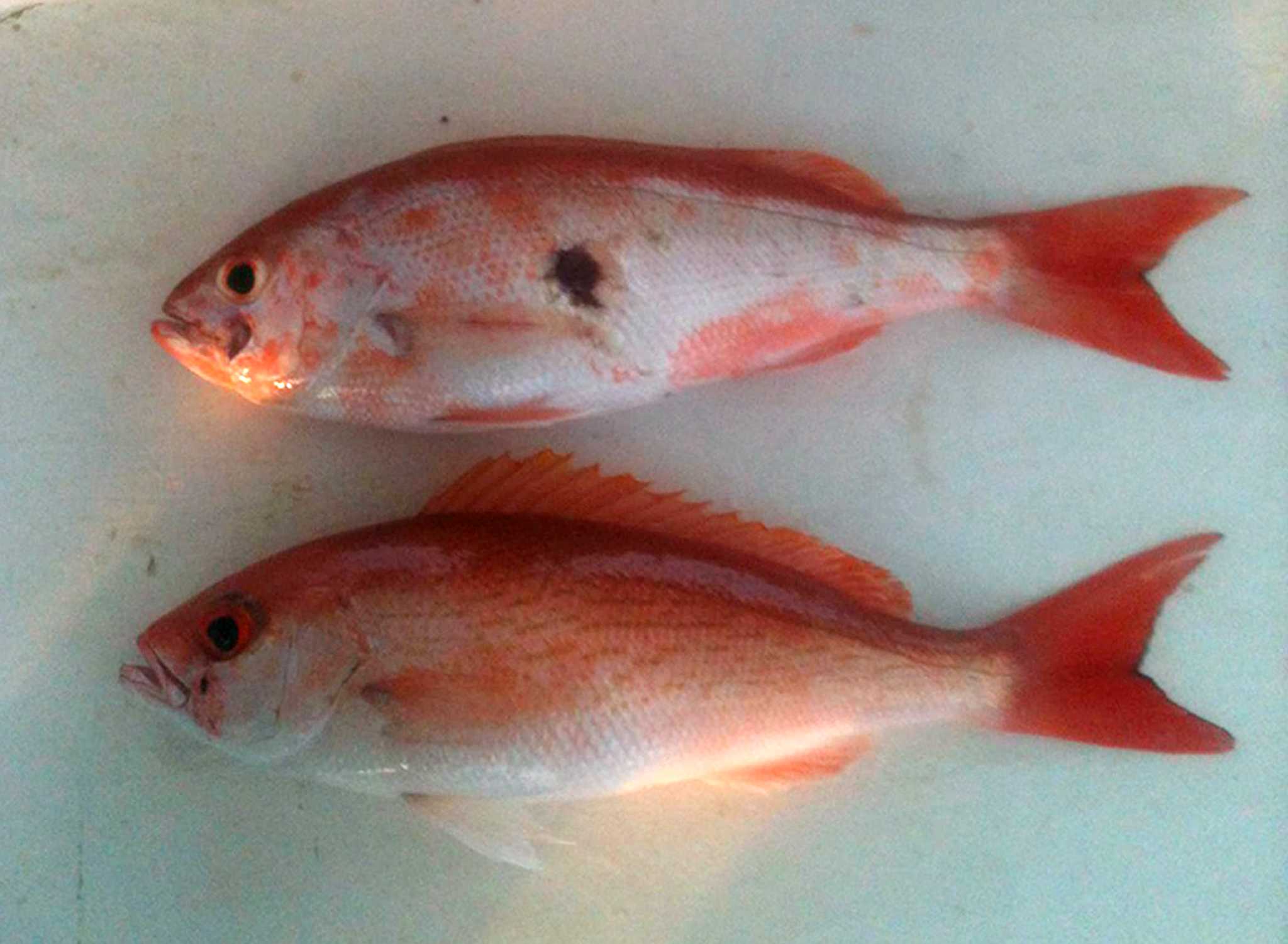 Ill fish an oil spill legacy?