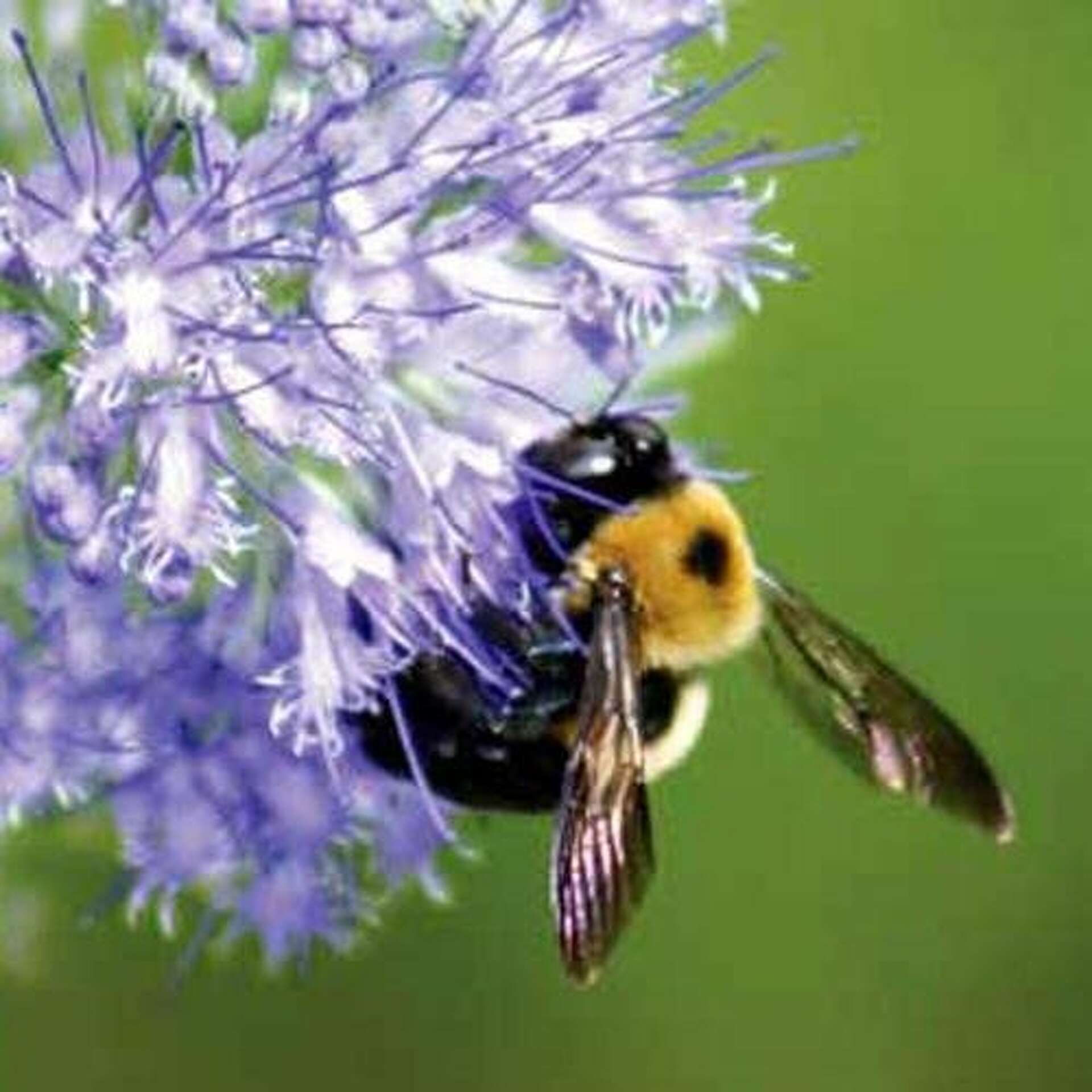 Ways to celebrate Earth Day