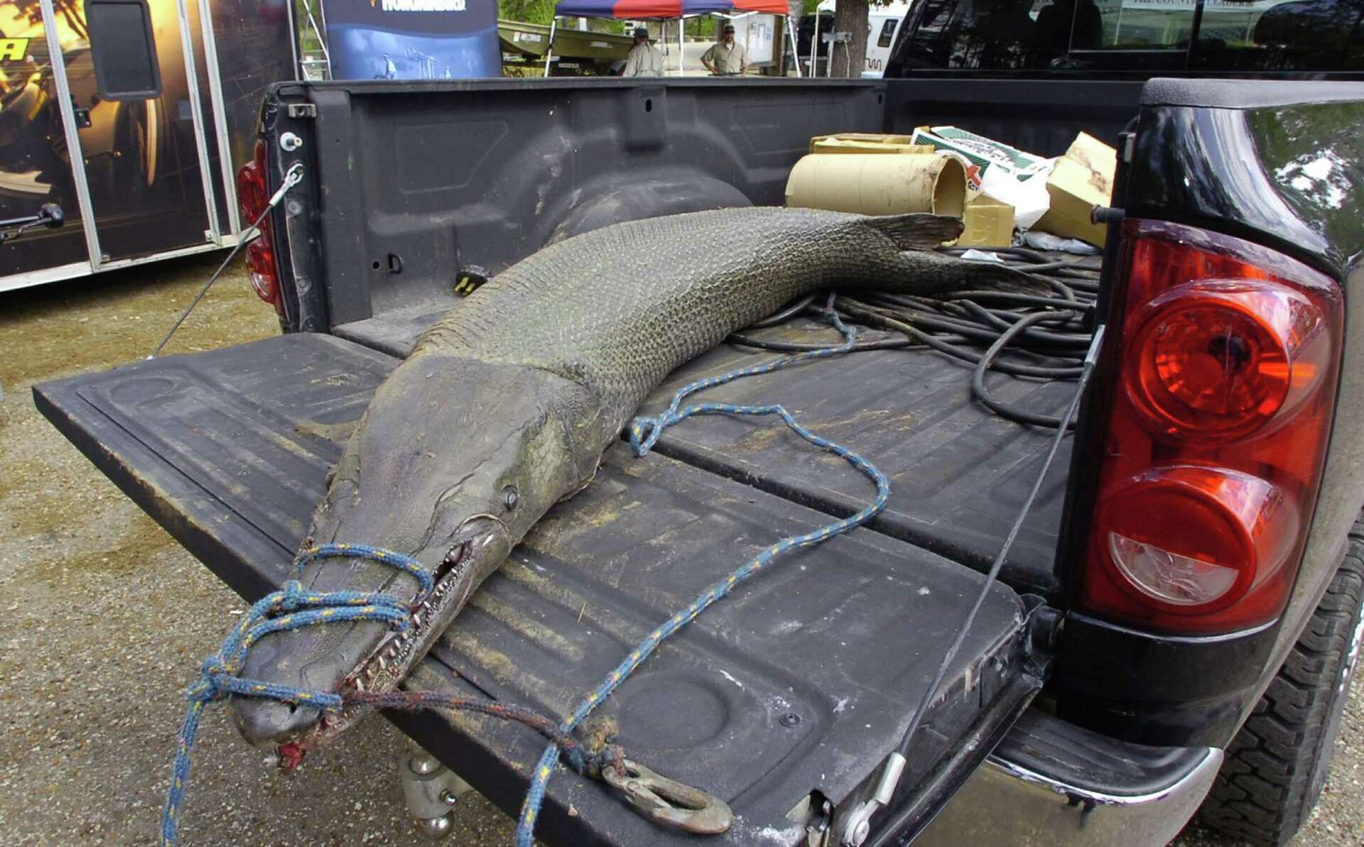 Texas' own 'Fish Whisperer' catches an 8-foot alligator gar in the ...