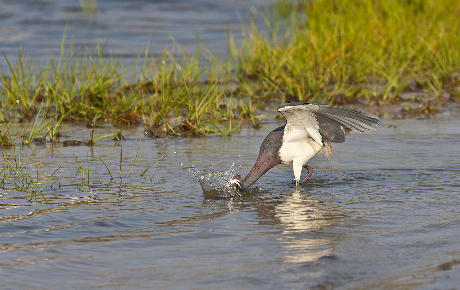 Taking photos enhances the birding experience