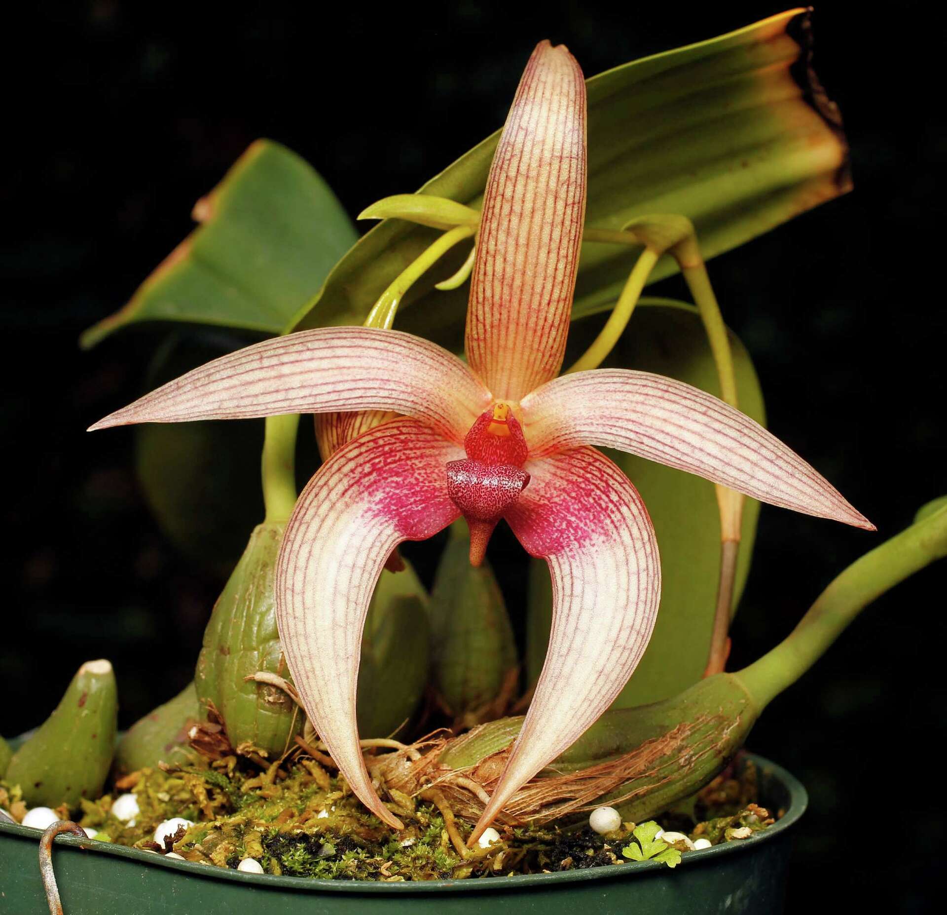 Floral sirens: the beautiful, bizarre world of orchids