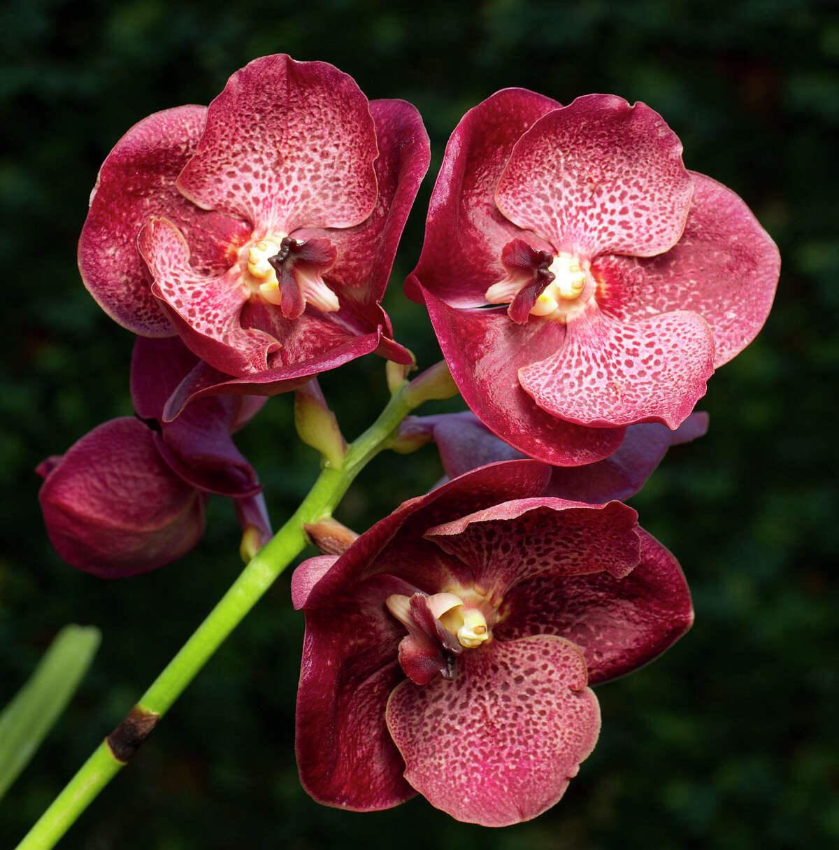 Floral sirens: the beautiful, bizarre world of orchids