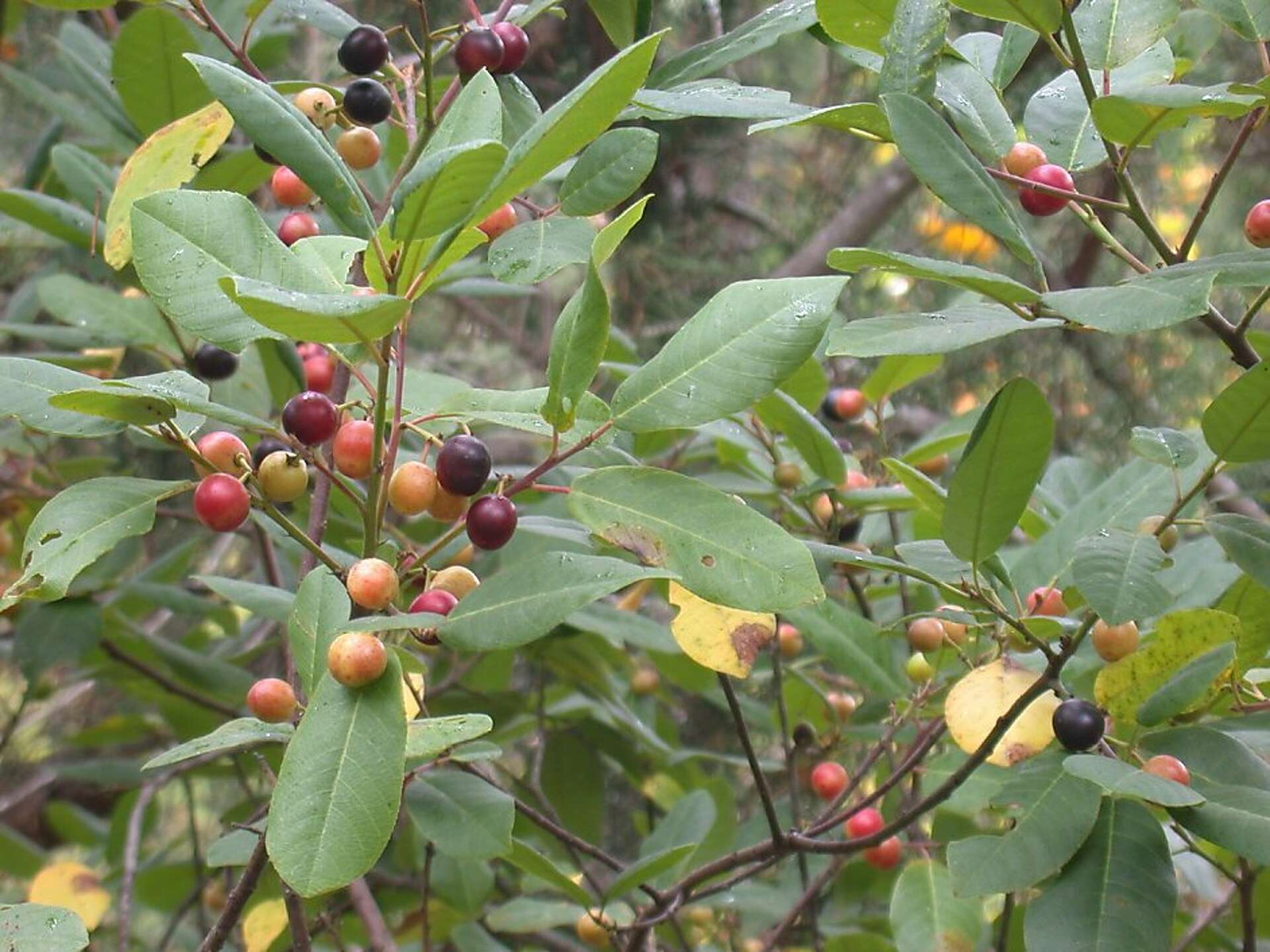 Coffee berry plant is taking over tiny yard