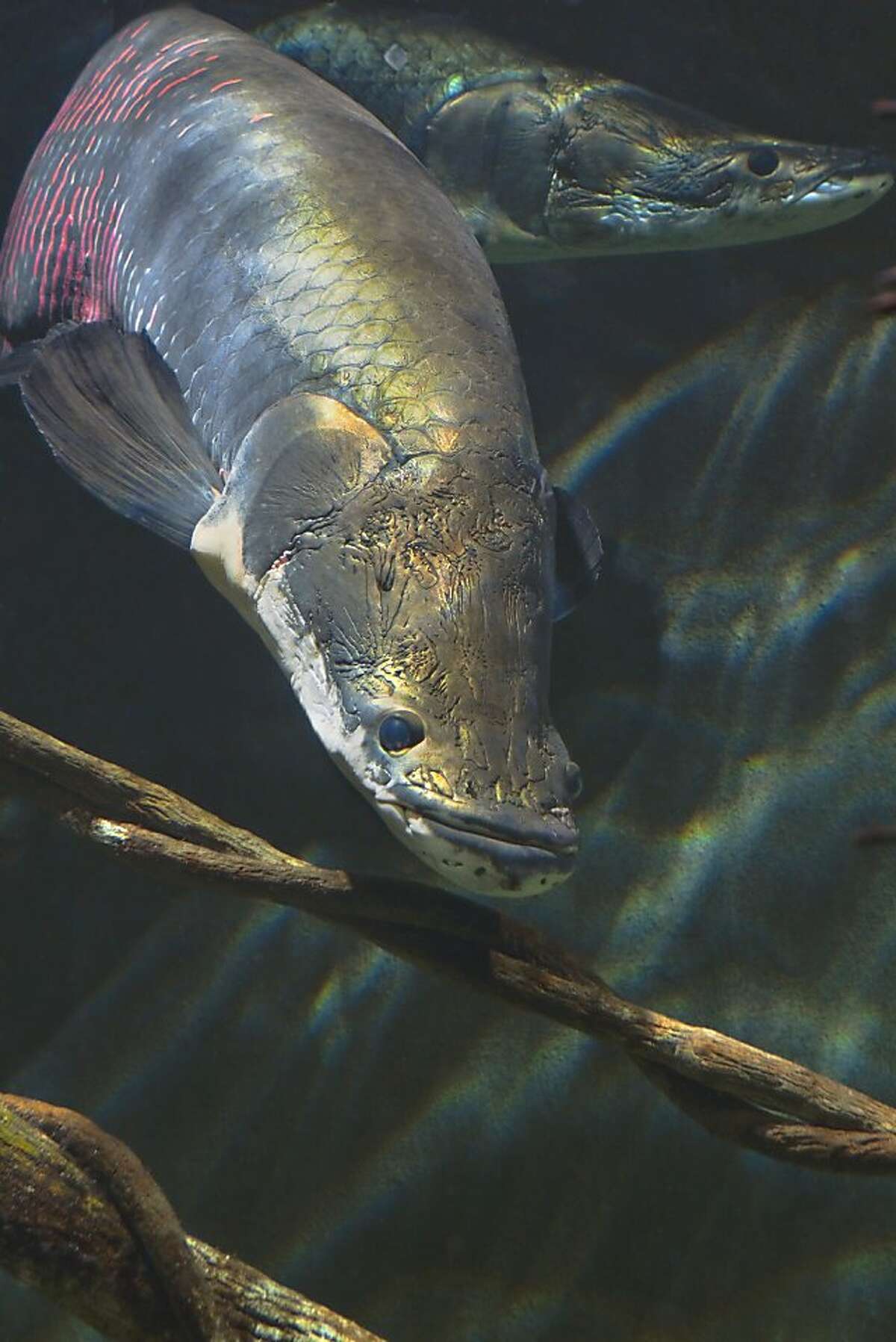 Tennessee Aquarium looks at 'monster fish' dangers