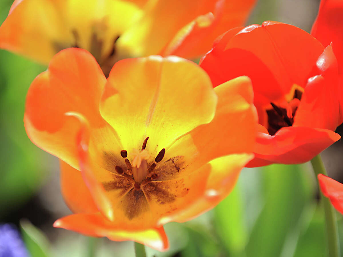 Love tulips? You'd better act fast