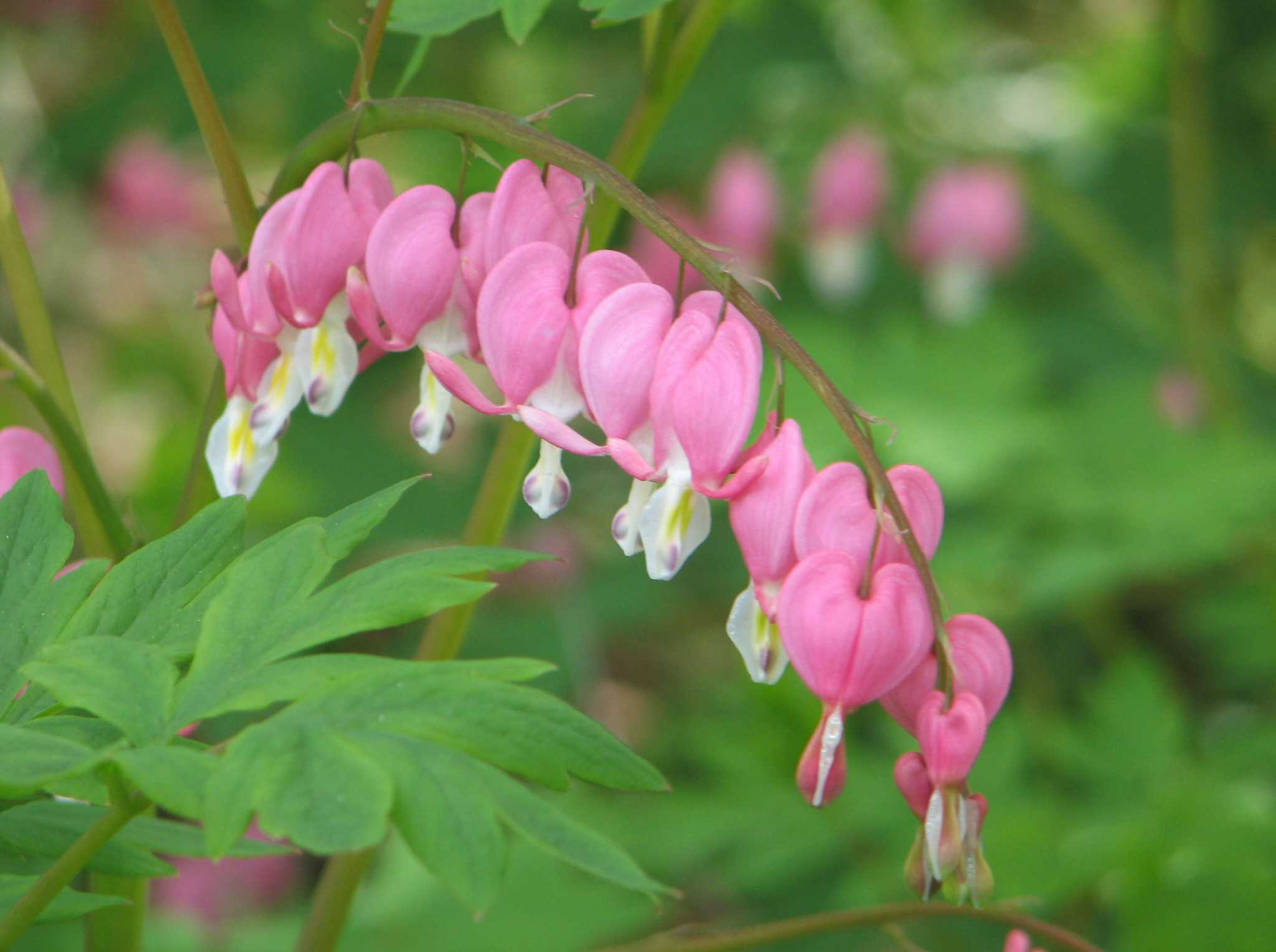 Cutting gardens galore: Fabulous, flirty flowers for cutting
