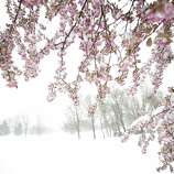 News of the world in photos: April snow in Northeast - seattlepi.com