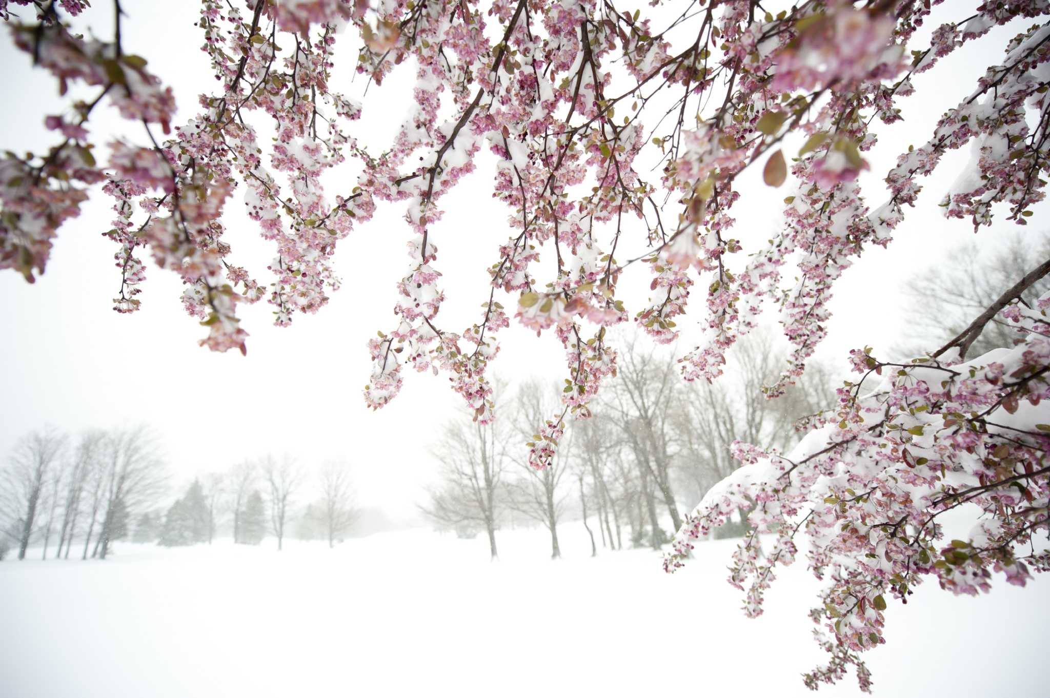 News of the world in photos: April snow in Northeast