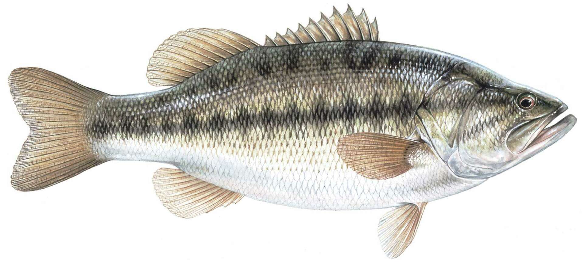 Texas statewide daily bag and size limits for popular fish