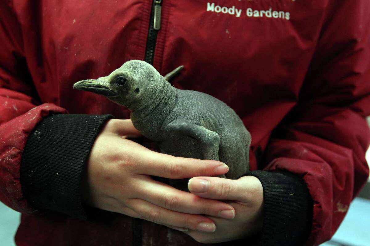 A face only a momma penguin could love