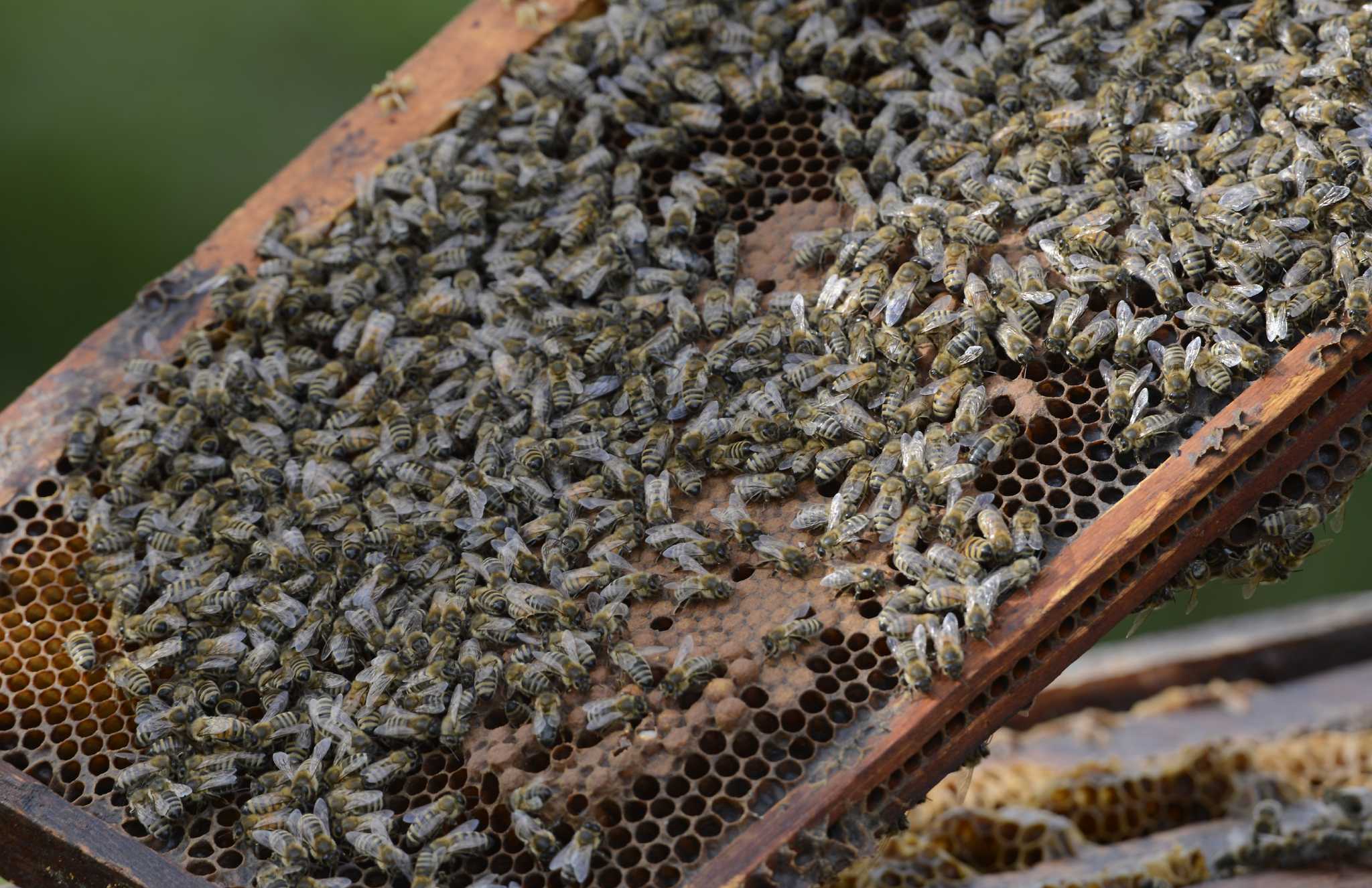 Bee season draws scrutiny