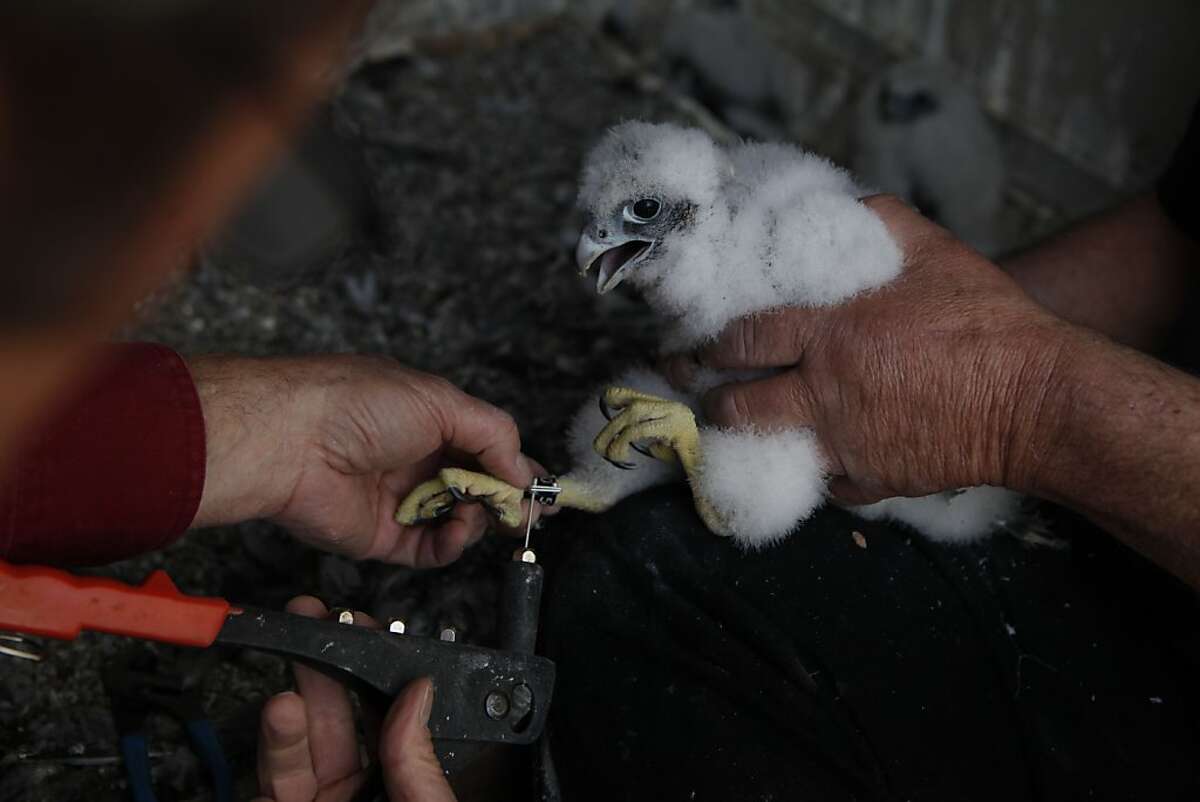 Banding together with peregrine falcon chicks