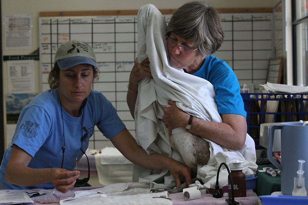 International Bird Rescue celebrates 40th years