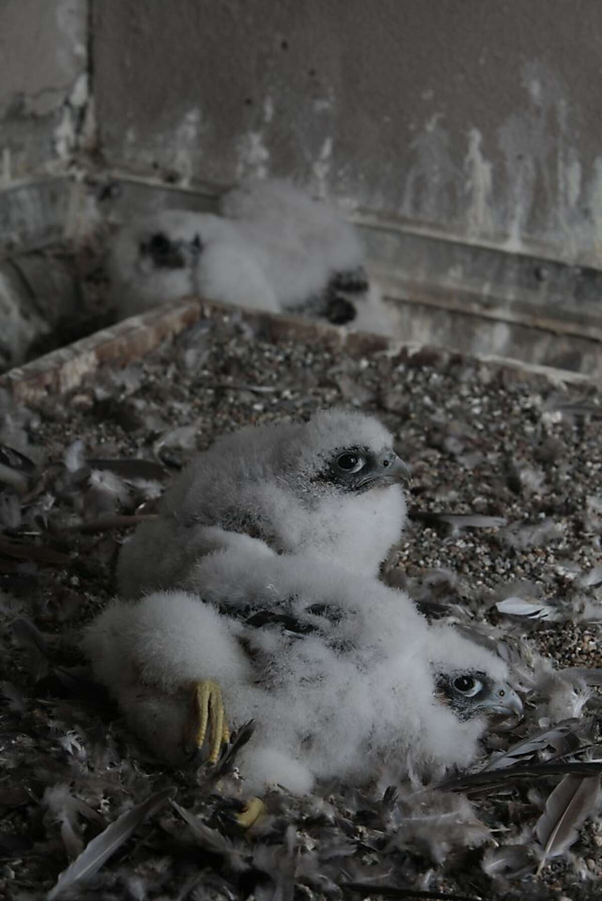 Falcon chicks tagged