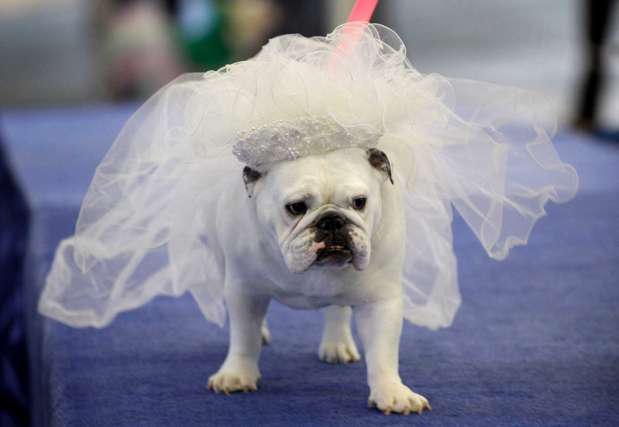 Bulldog beauty pageant