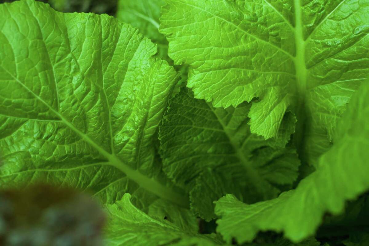 Spring vegetable planting guide