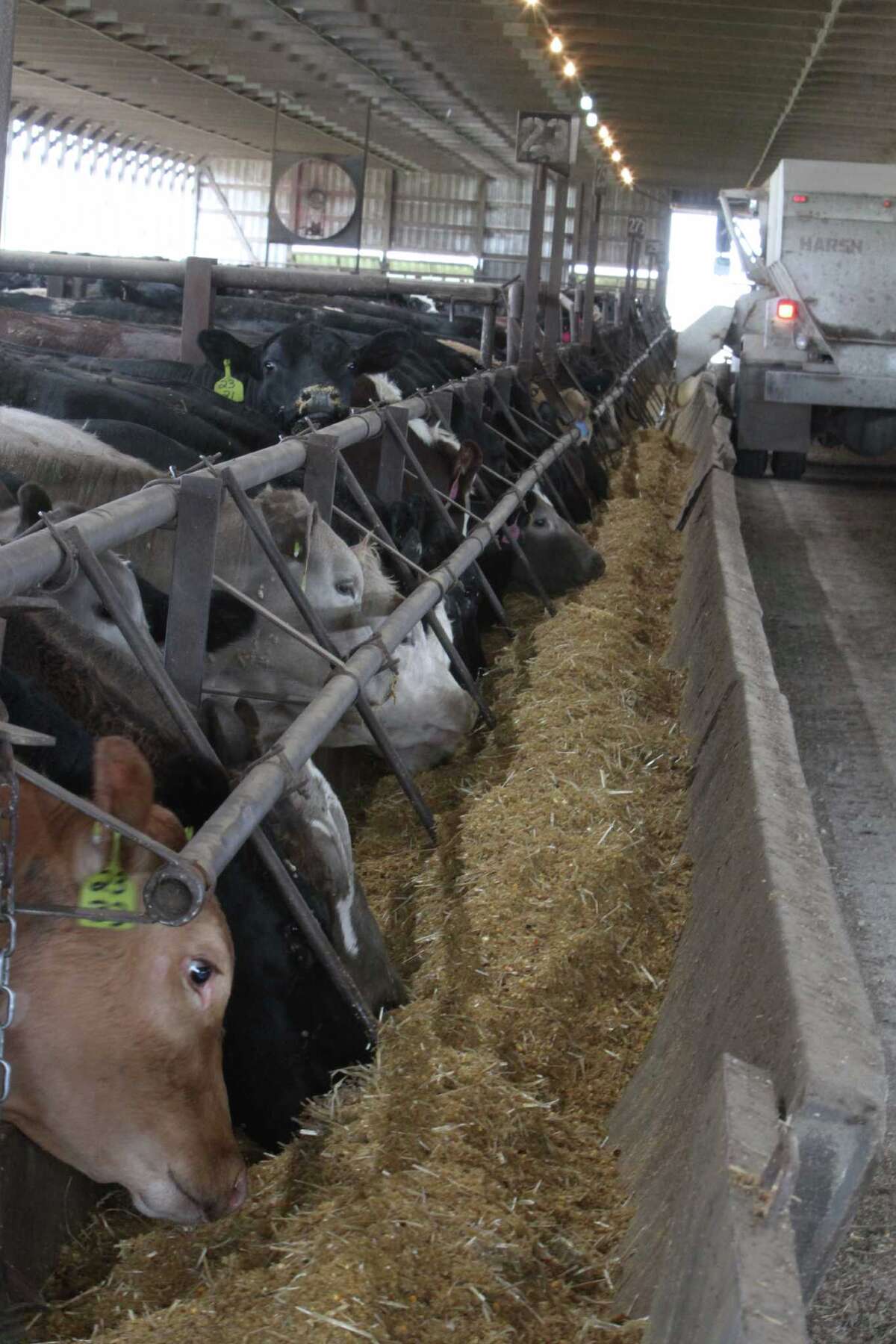 Texan dies of mad cow disease