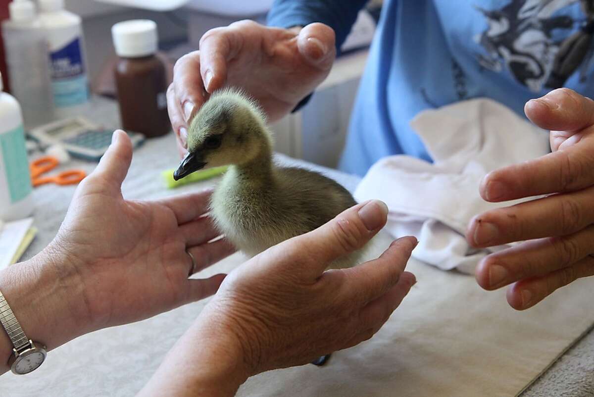 International Bird Rescue celebrates 40th years