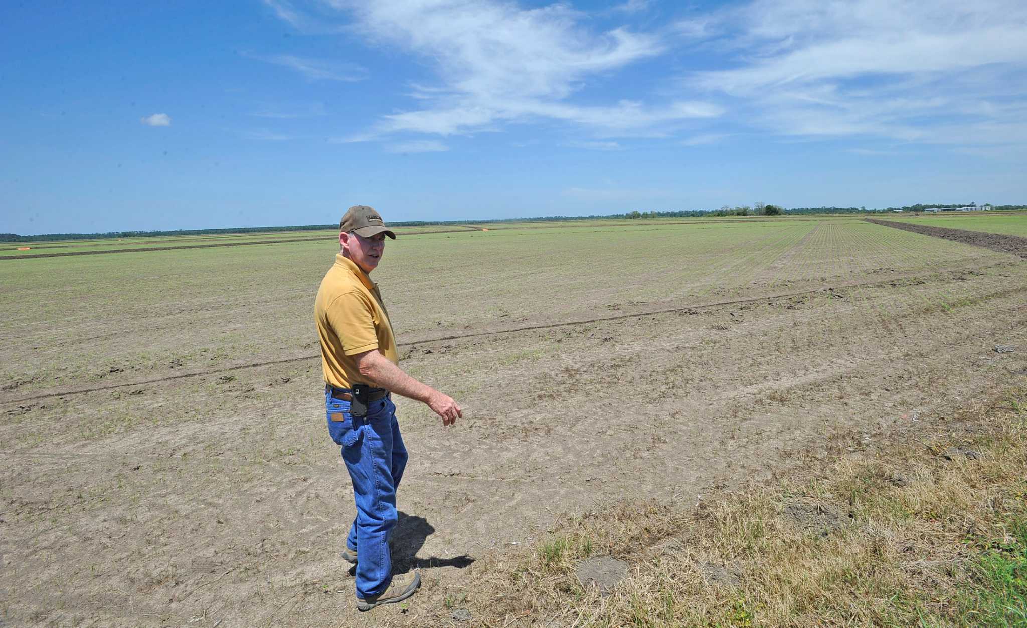 Southeast Texas extreme temperatures effect rice crop yields