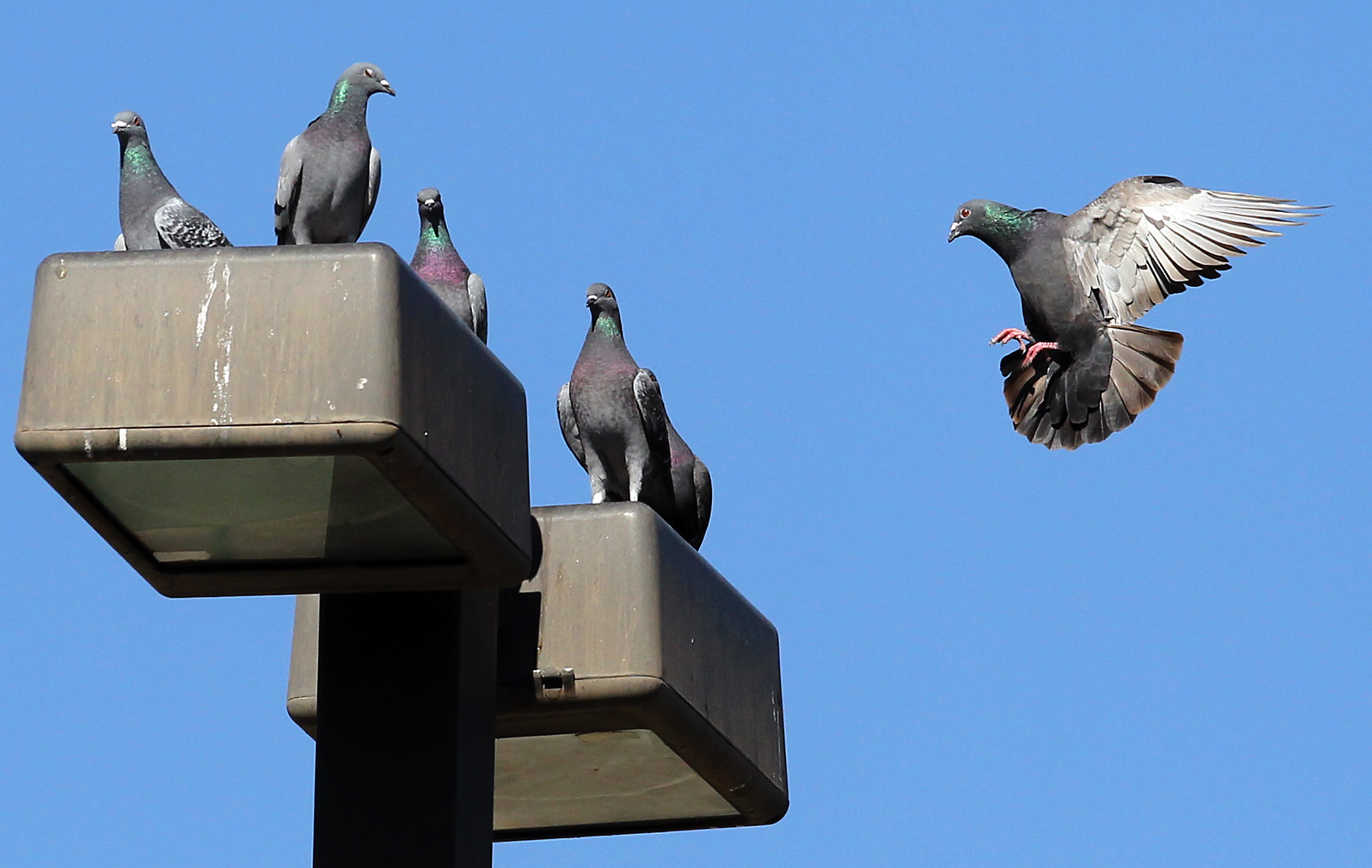 Baylor scientists home in on pigeon's compass