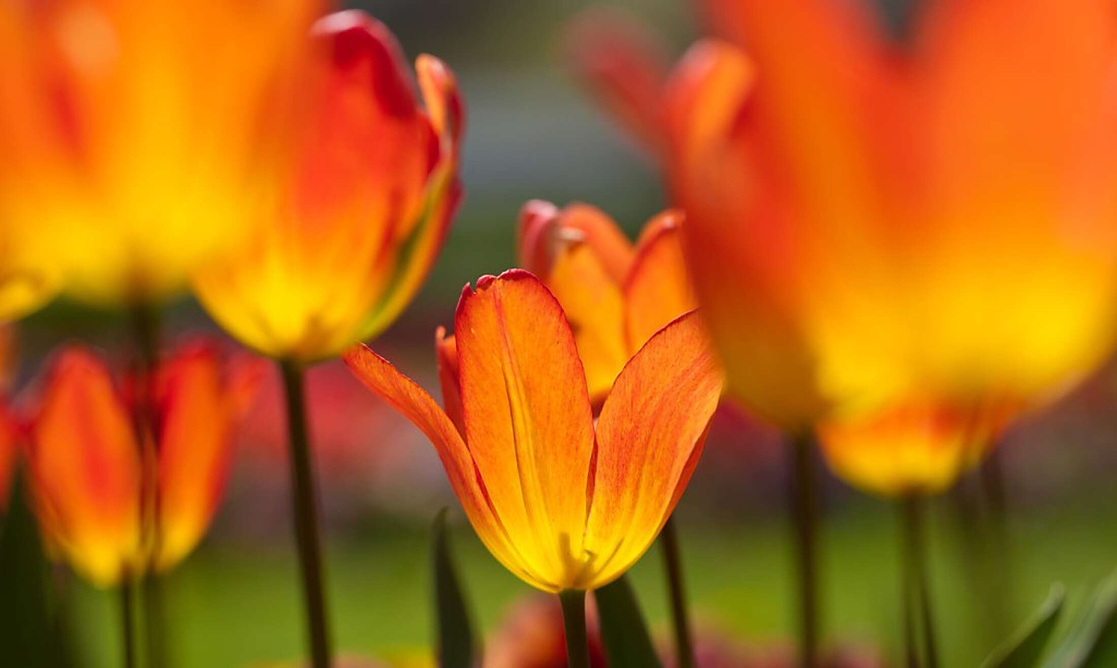 100,000 tulips coming to Union Square Saturday and you can pick them ...