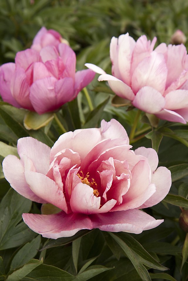 Itoh peony a cross of herbaceous and tree types