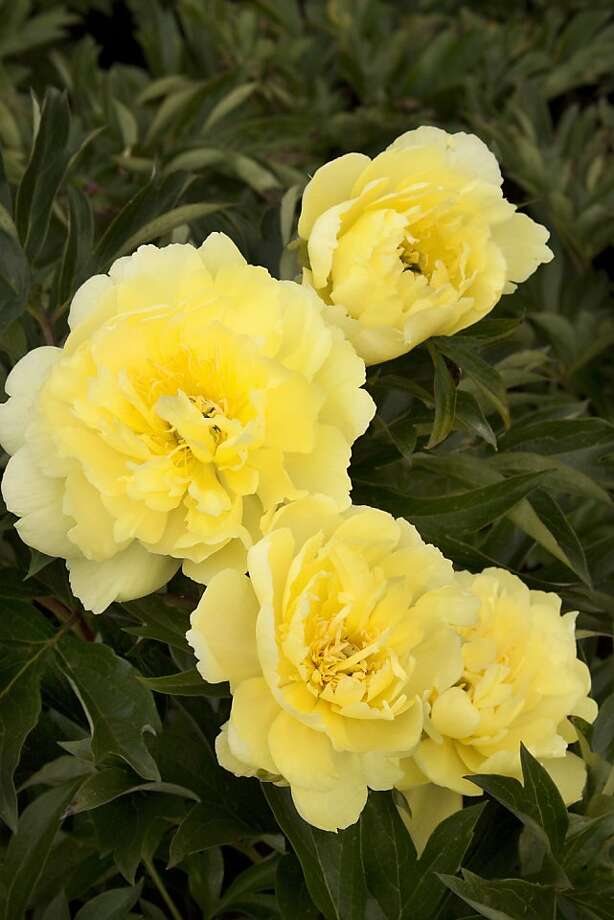 Itoh peony a cross of herbaceous and tree types - SFGate