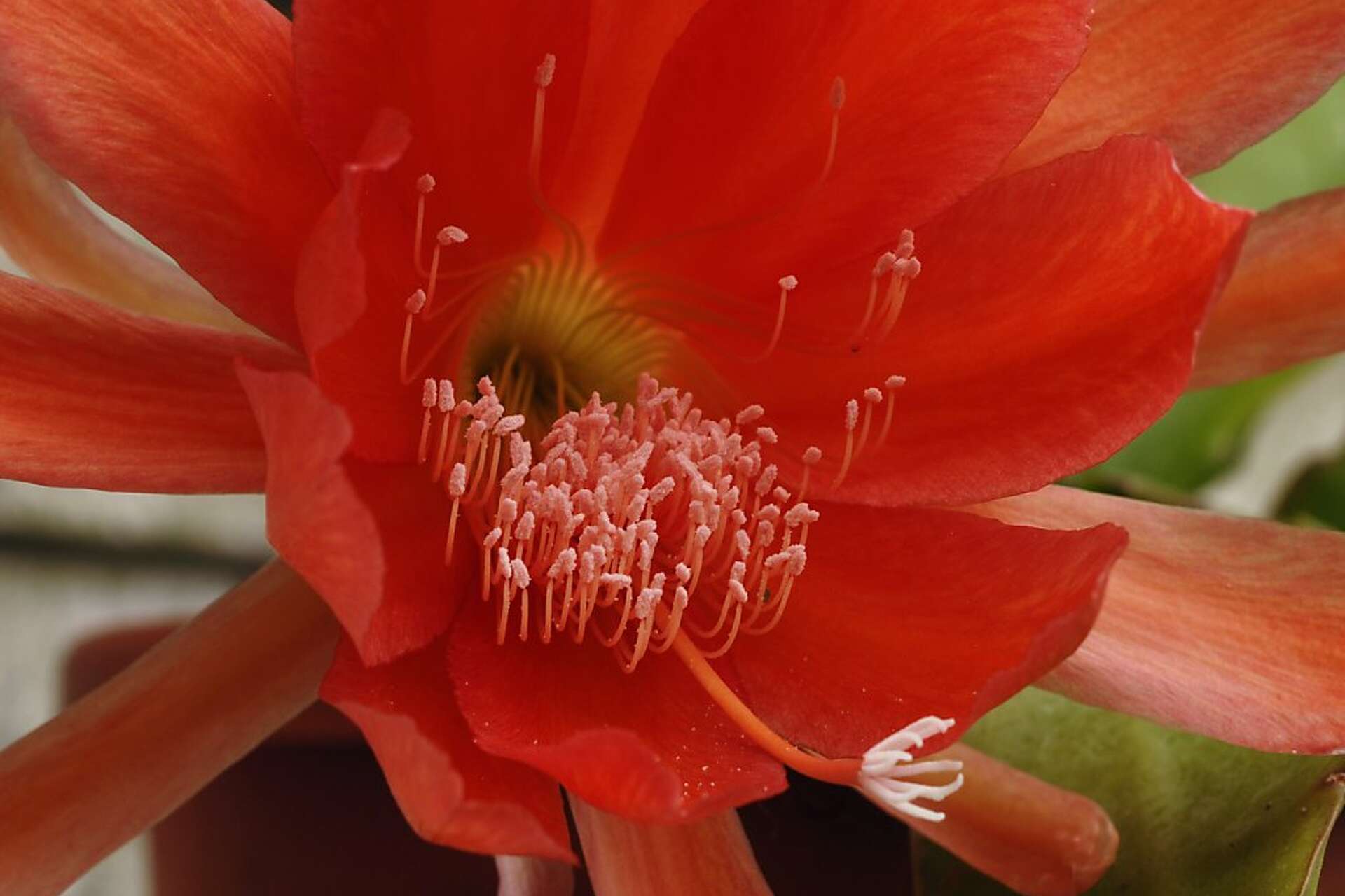 Orchid cacti easy to divide, take cuttings from