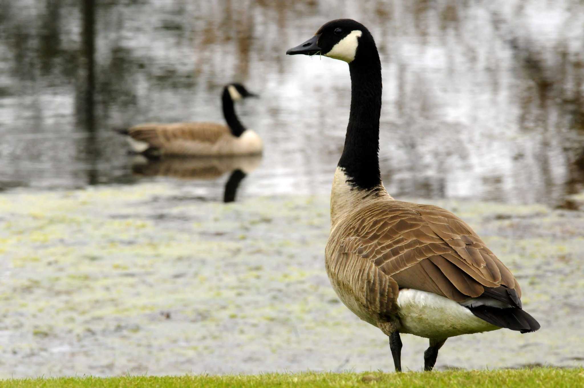 Flight threat leads to a goose chase