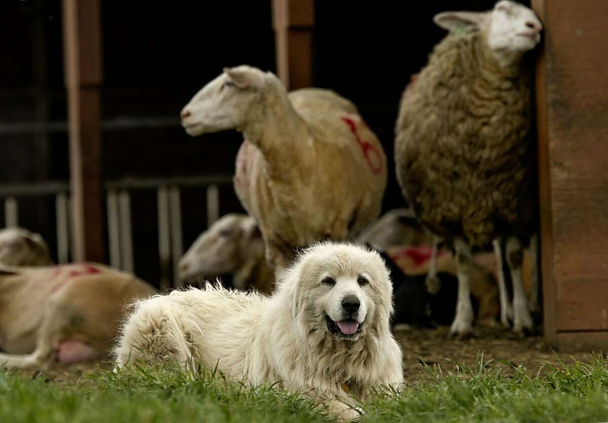 Ranchers shift from traps to dogs to fight coyotes