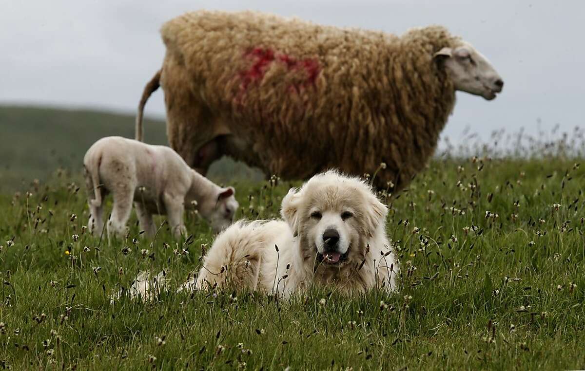Ranchers shift from traps to dogs to fight coyotes