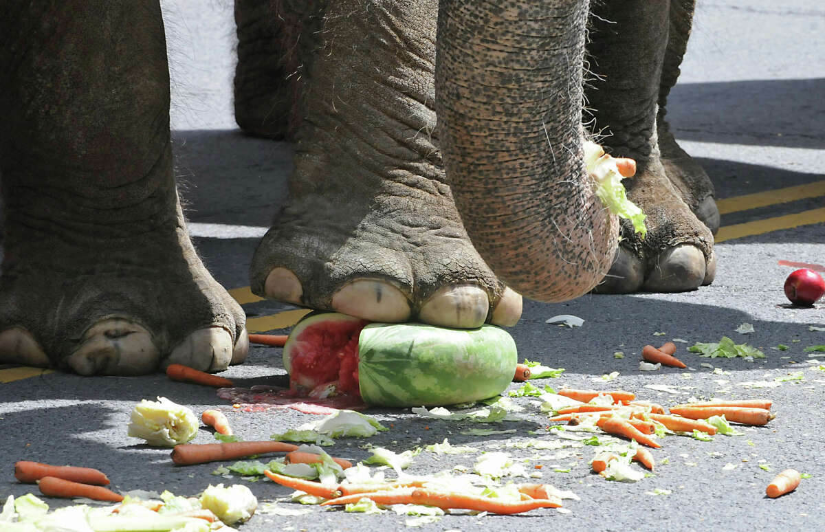 Circus elephants parade on Tuesday