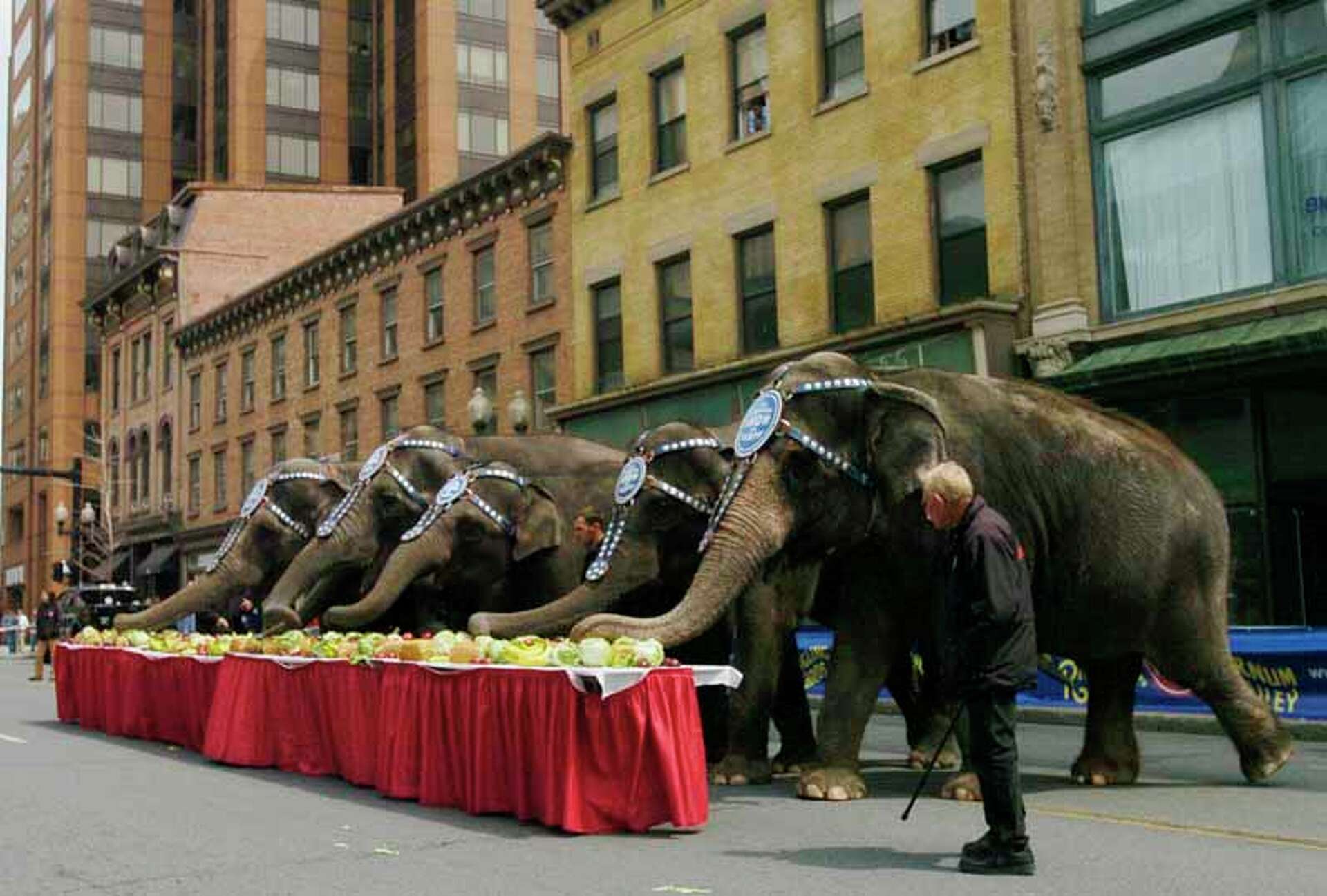 Circus elephants parade on Tuesday
