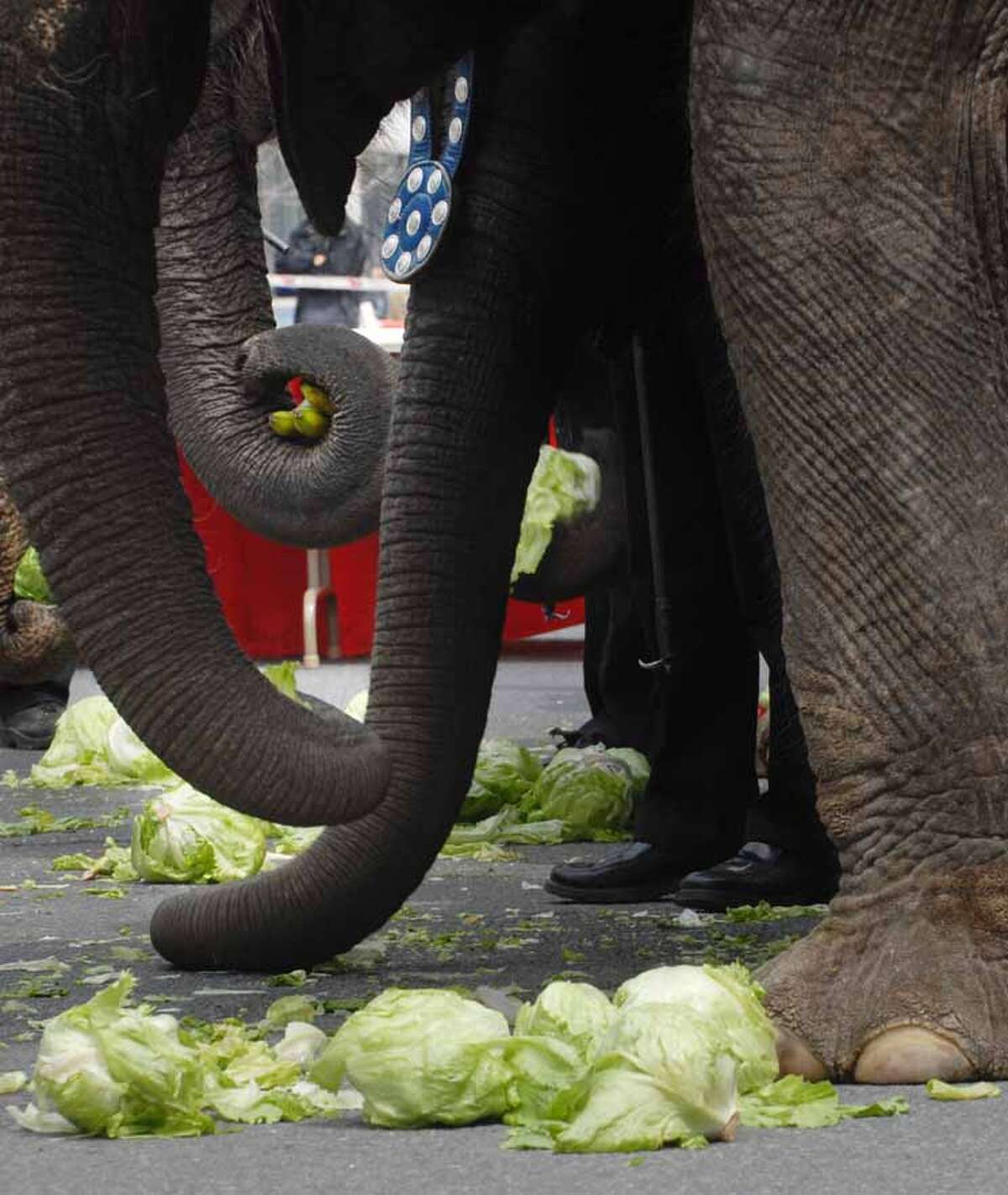 Circus elephants parade on Tuesday
