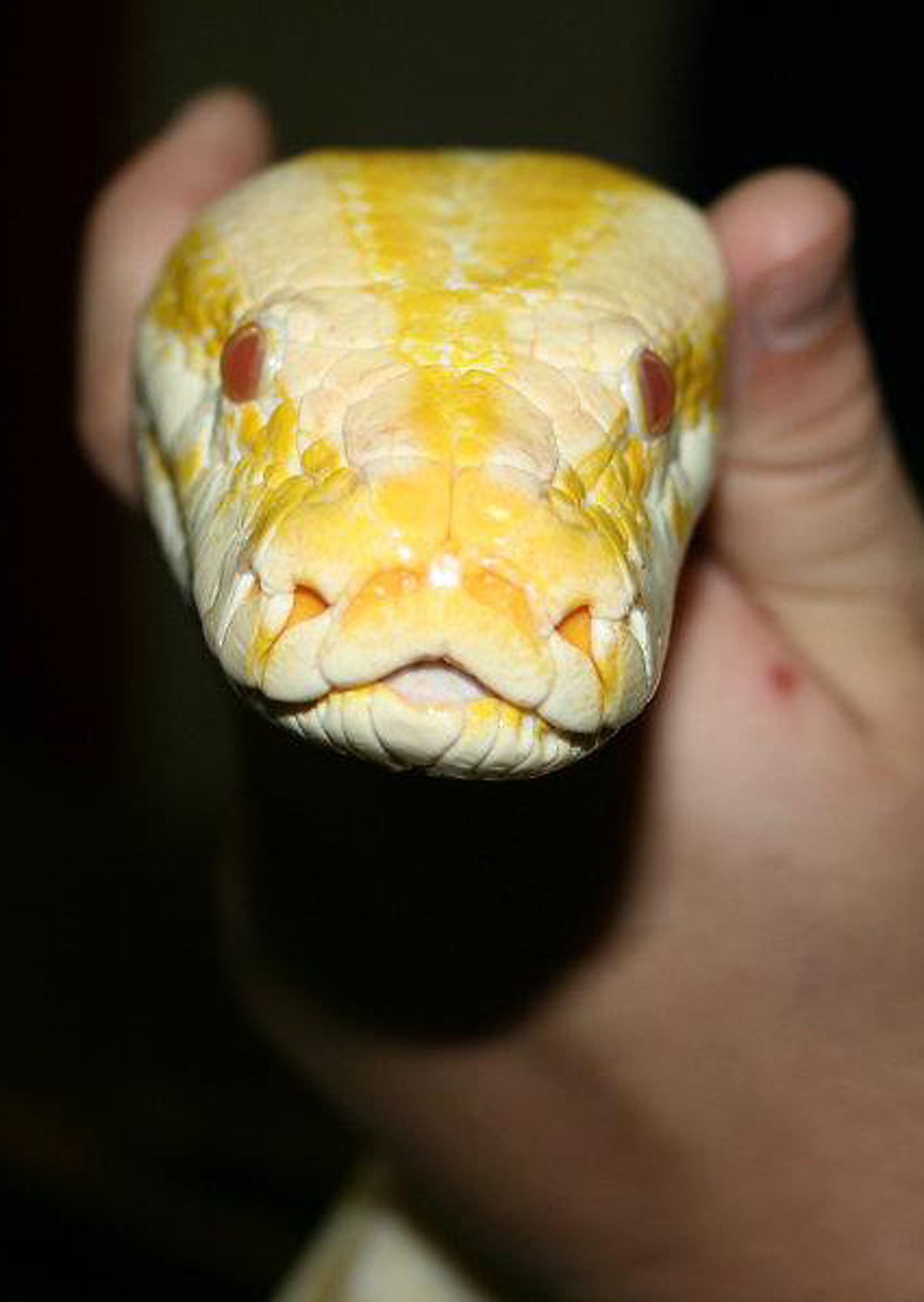 Update: Reward increased for missing 16-foot python