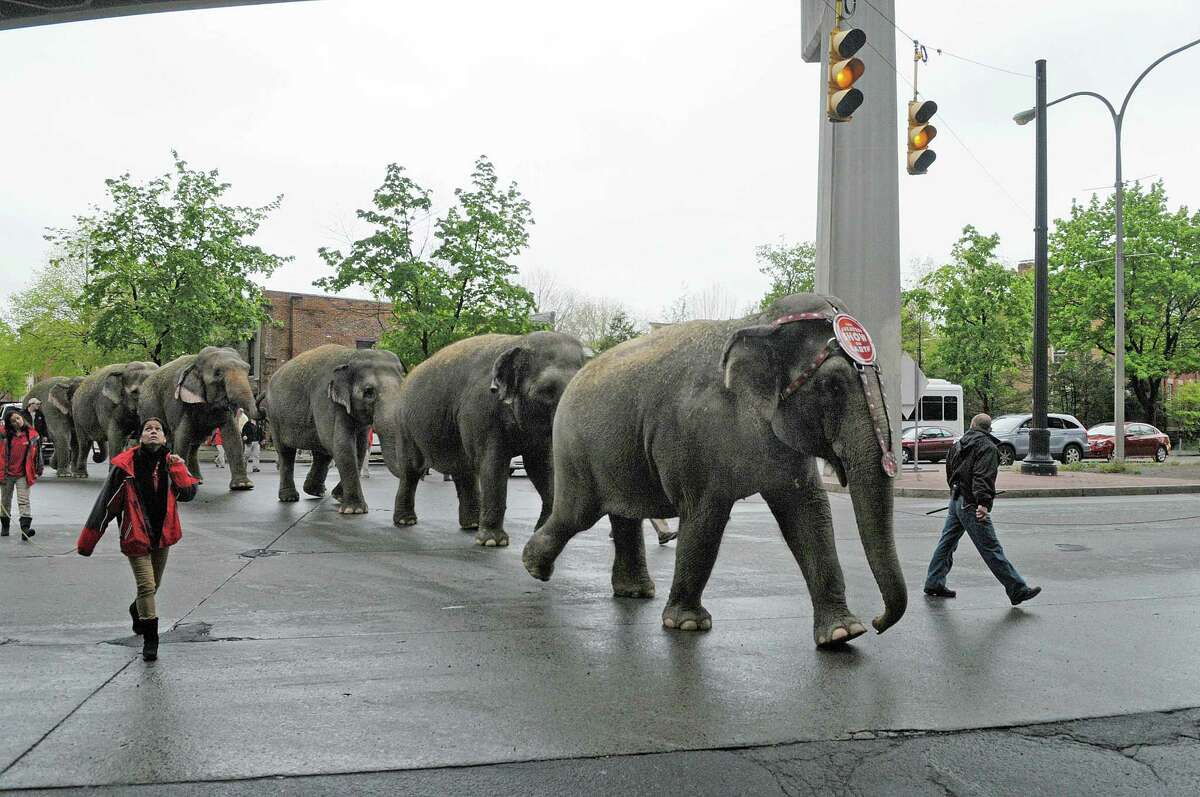 Elephants herald arrival of circus