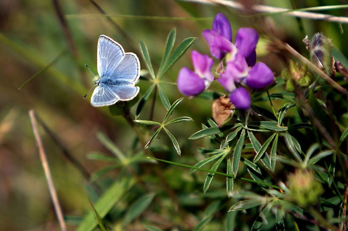 On a mission for blue butterflies