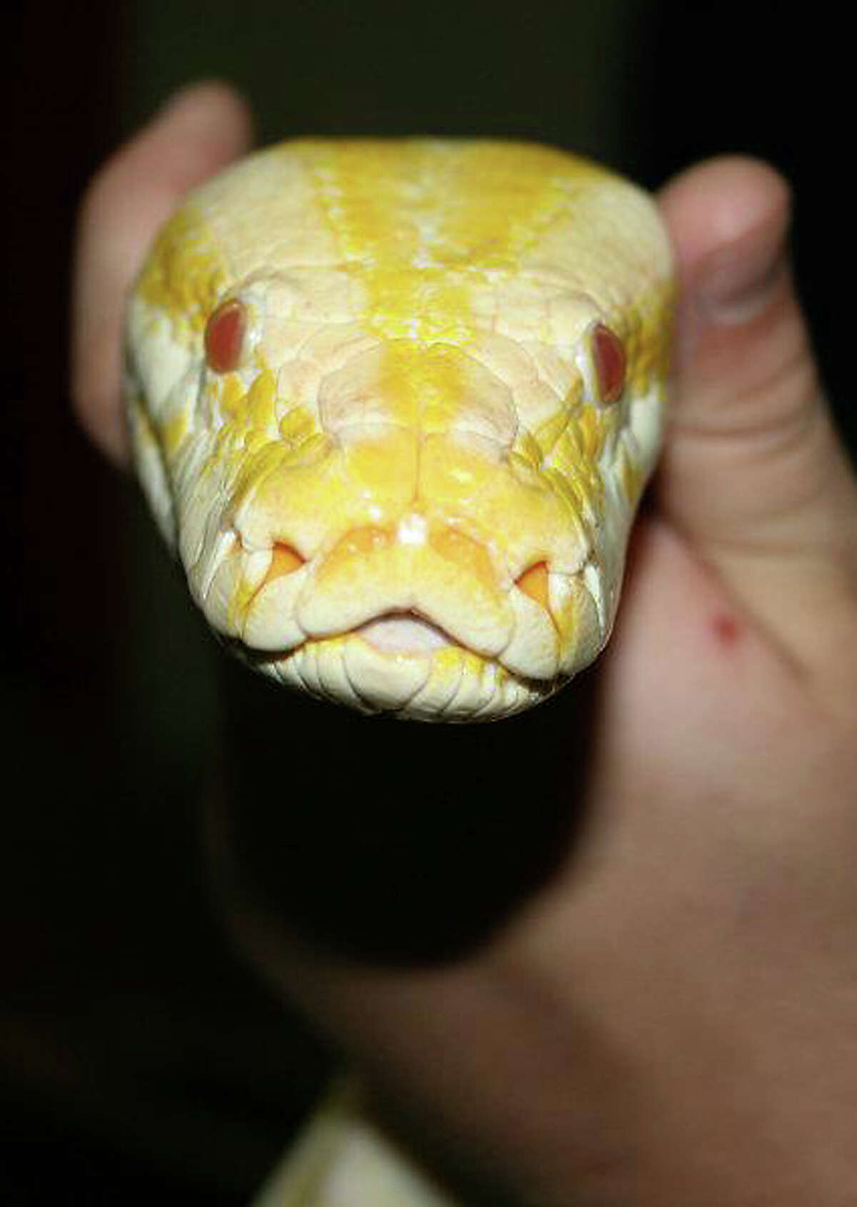 Did Banana split? Search for python continues