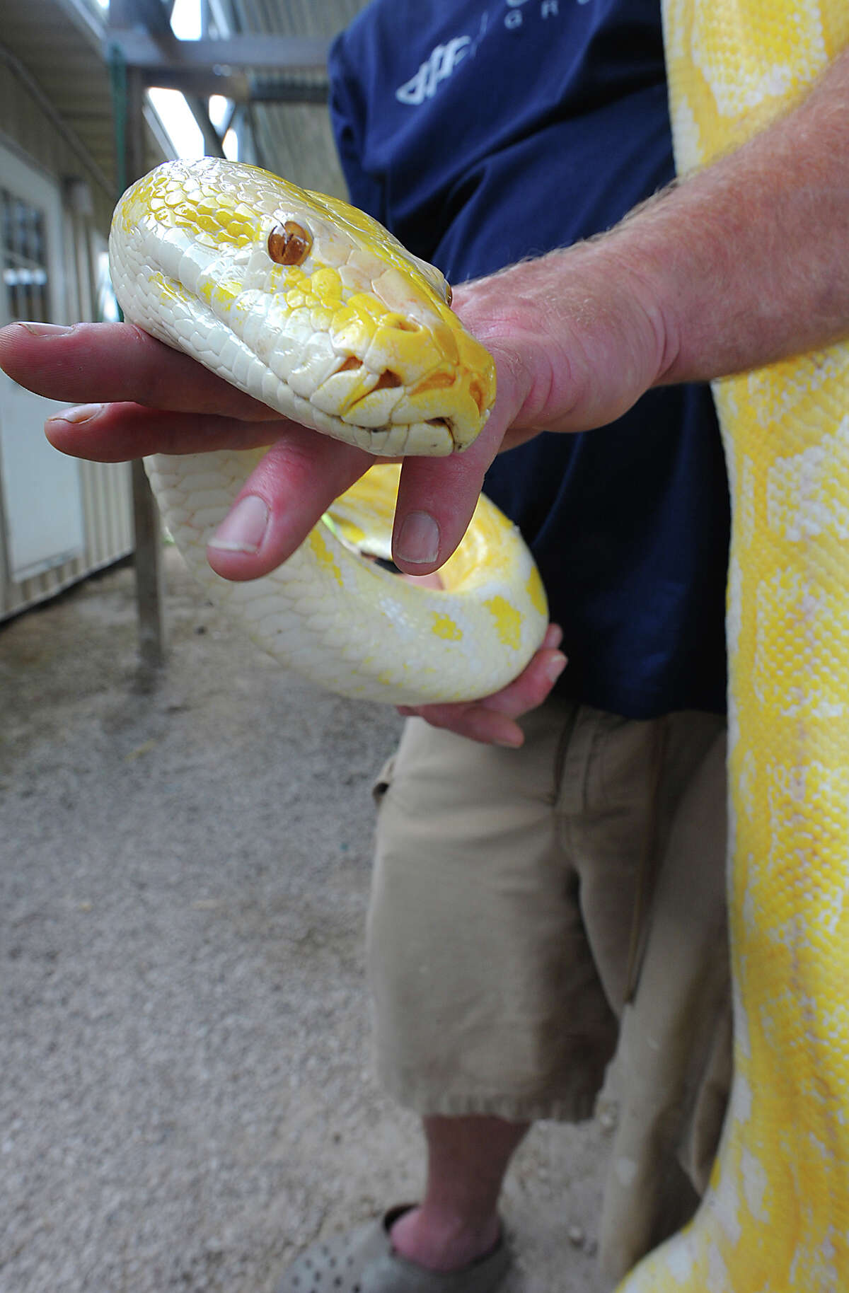 Did Banana split? Search for python continues