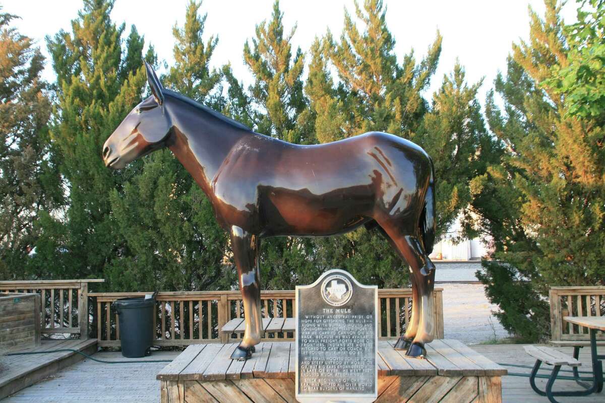 Hale: Camera-shy mule says Texas capitol needs a mule statue