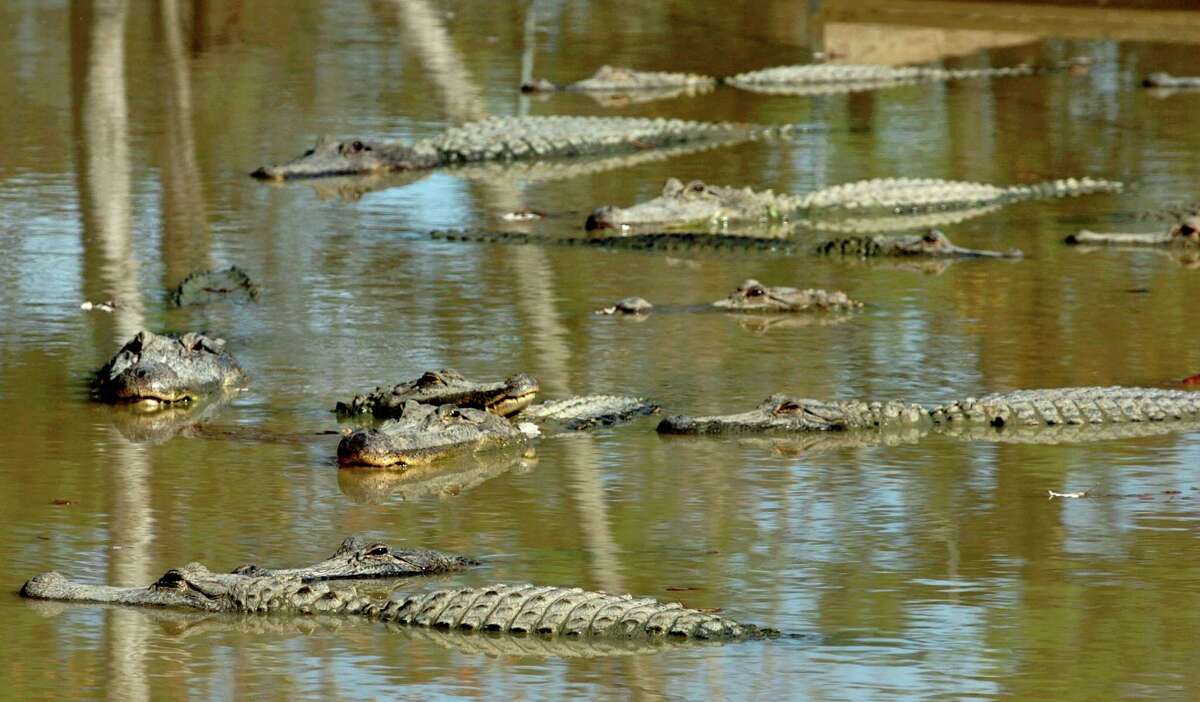 Too many gator hunters in Texas