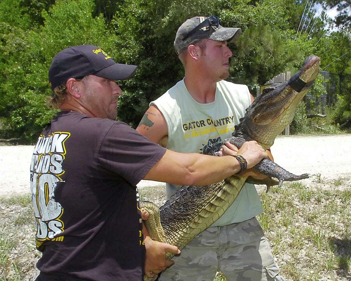 Too many gator hunters in Texas
