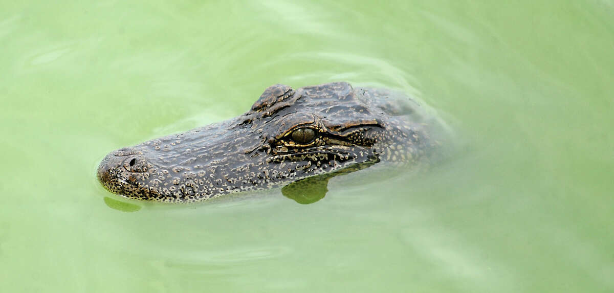 Too many gator hunters in Texas