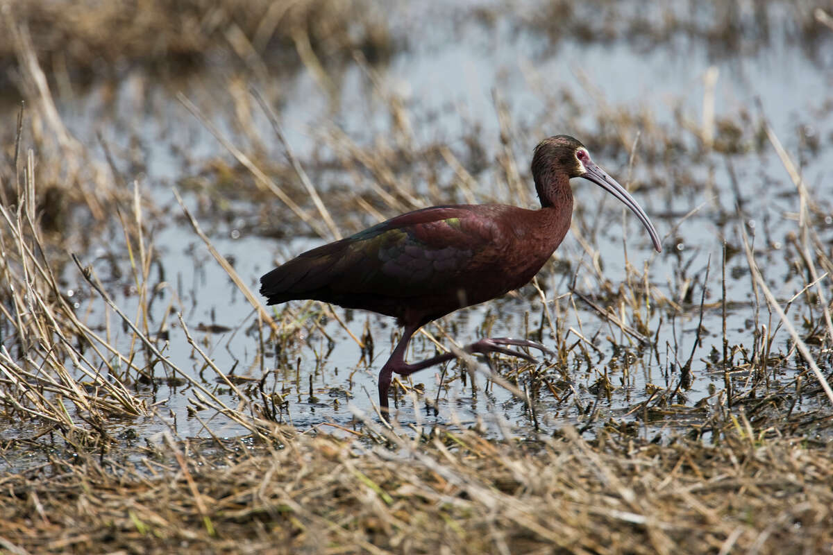 Three ibis species stroll Texas marshes