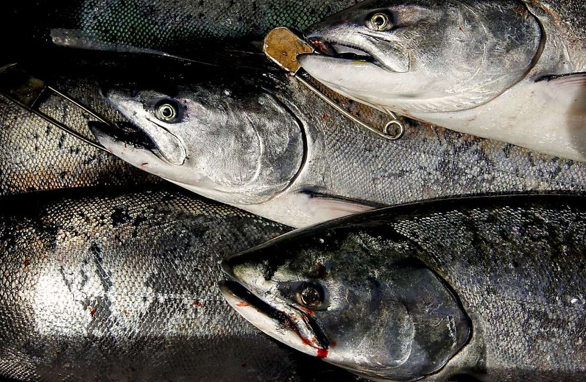 Banner year expected for local salmon