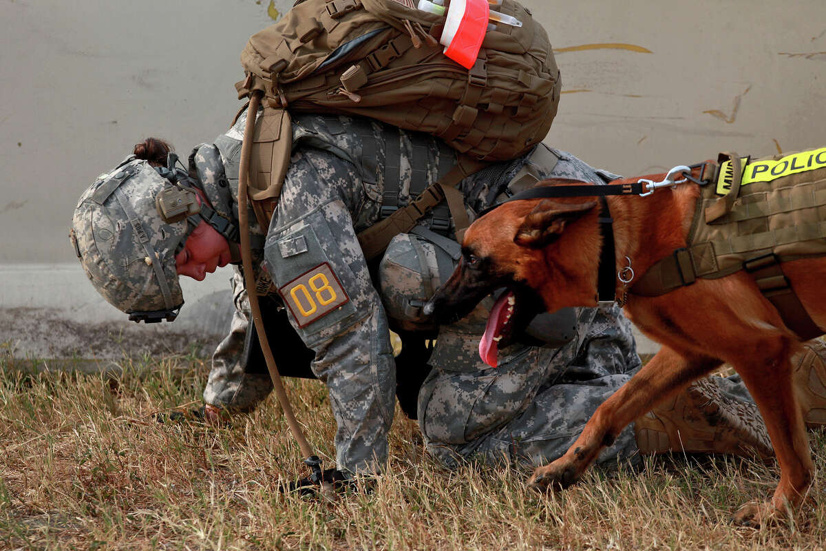 Monument for dogs used in military to be dedicated