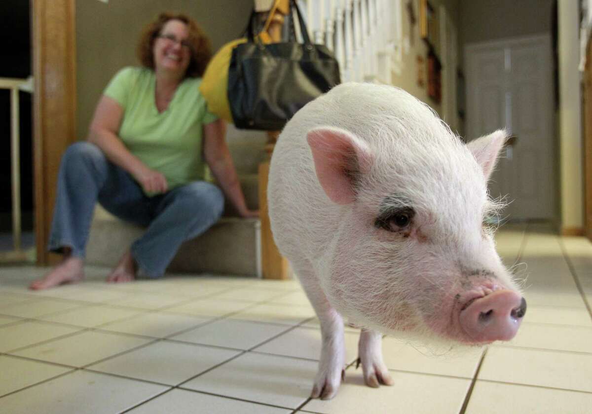 Family's pot-bellied pig can stay despite homeowner association's ...