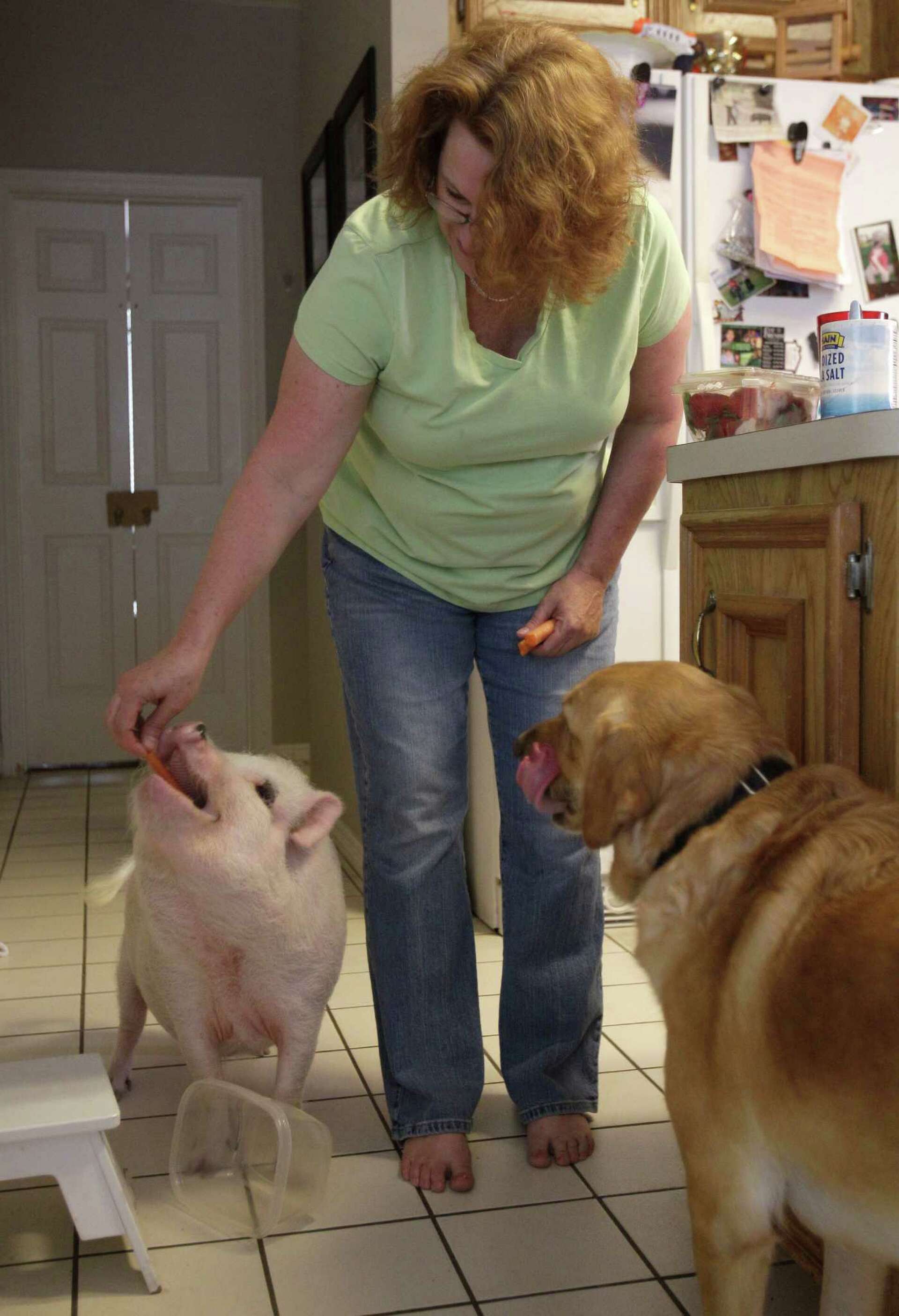 Family's pot-bellied pig can stay despite homeowner association's ...