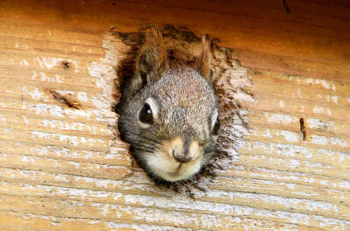 17 amusing squirrel photos for National Squirrel Day