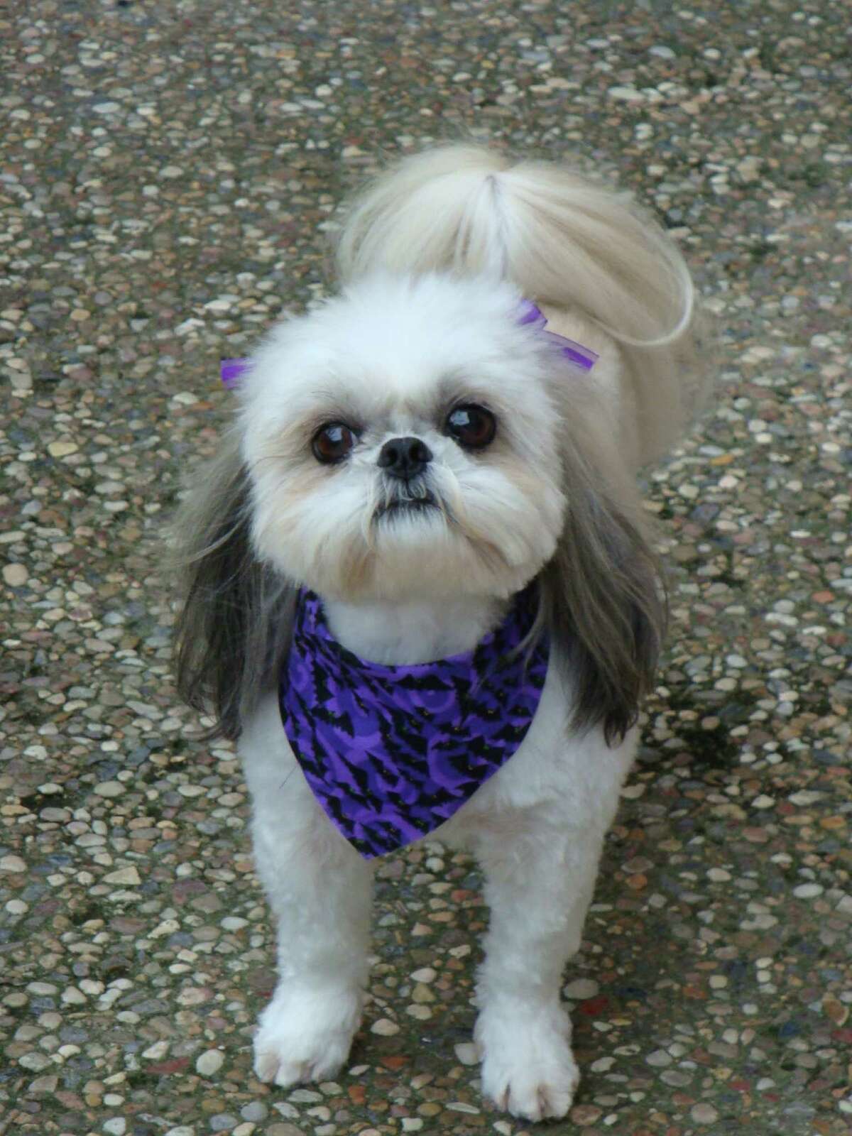 Spot the pet: Kally, a dog